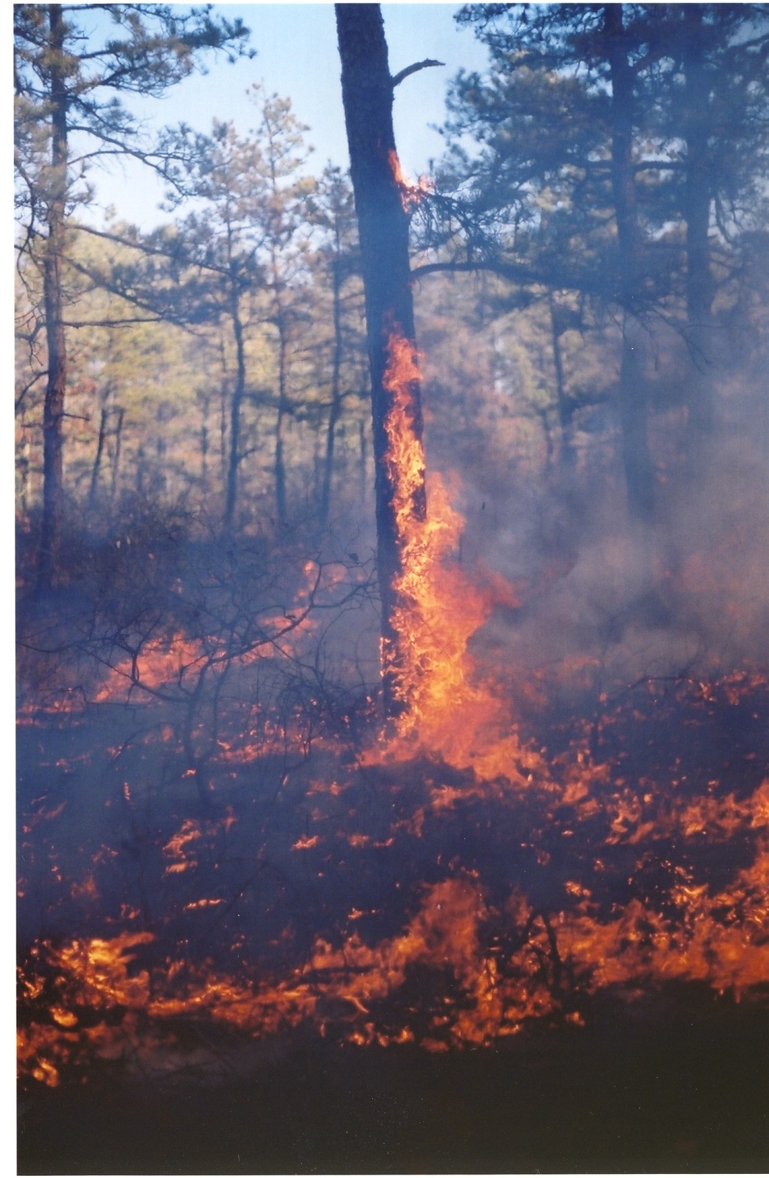 Fire Effects – Simmons Stewardship and Conservation Ecology